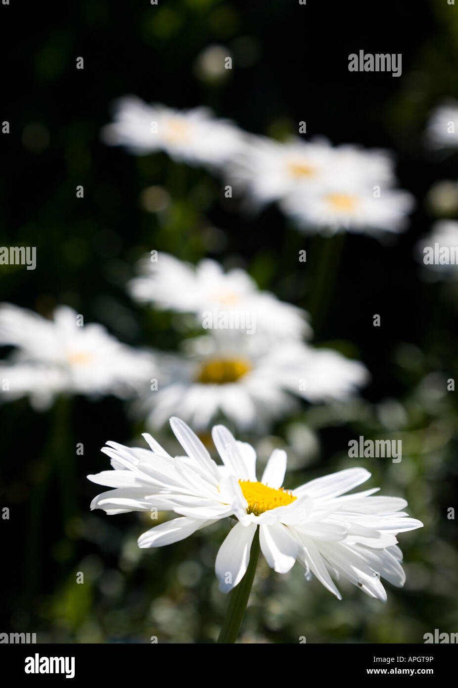 Big daisy DOF Stock Photo - Alamy