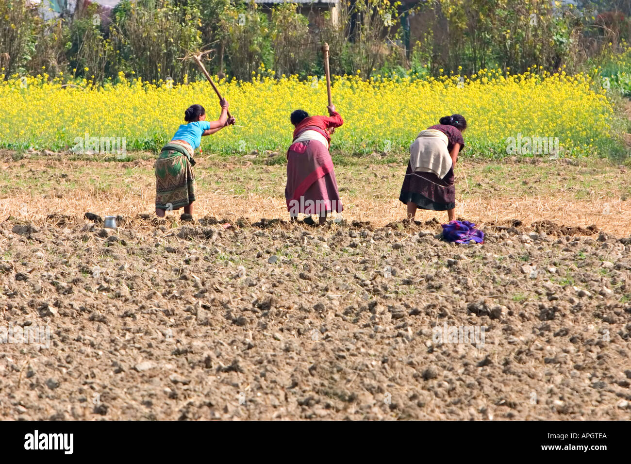 Indian Farmer Digging High Resolution Stock Photography and Images - Alamy