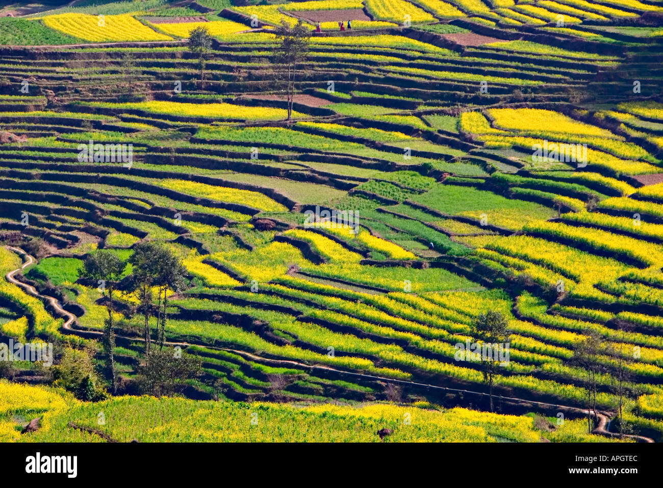 Nepal Rice Farms High Resolution Stock Photography and Images - Alamy