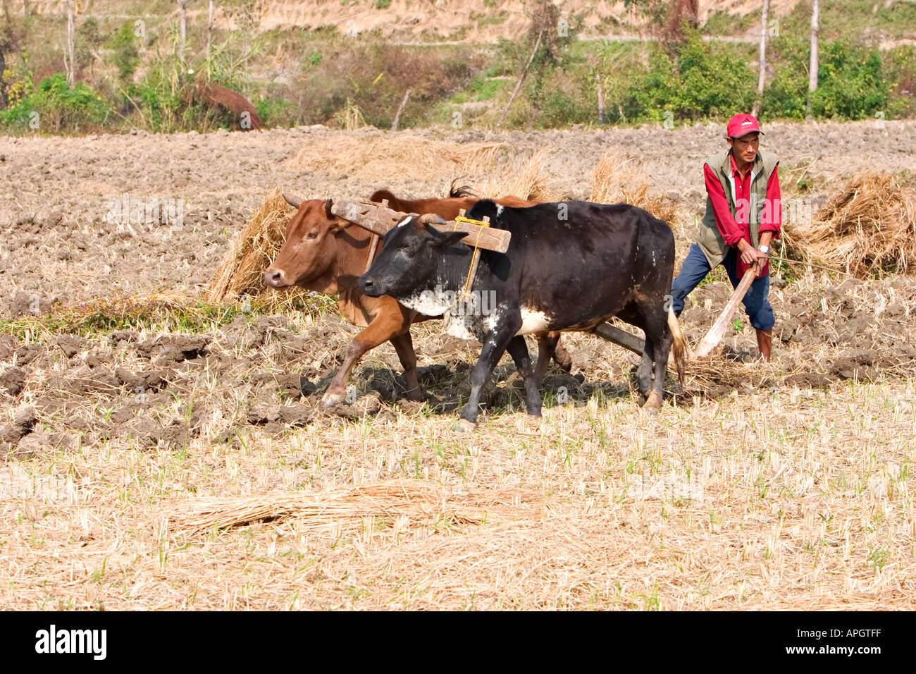 Indian man ploughing rice field hi-res stock photography and images - Alamy