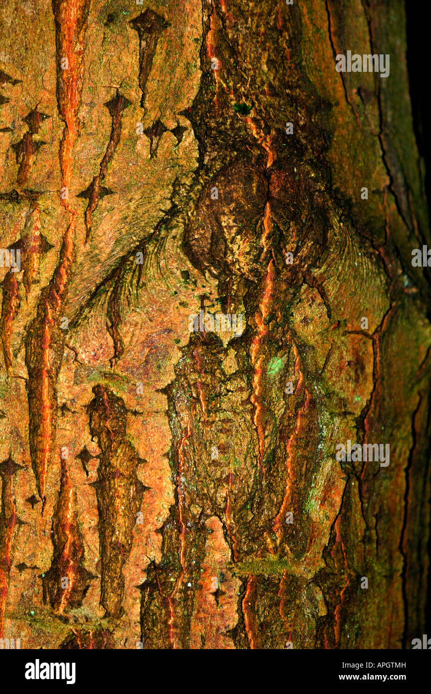 Natural Colourful Patterns & Textures,Of Bark On A Tree Stock Photo - Alamy
