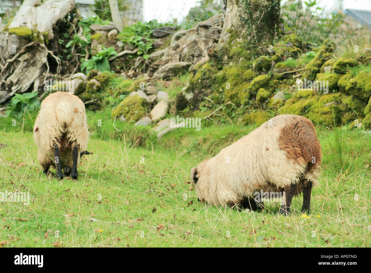 Sheep grazing kneeling hi-res stock photography and images - Alamy