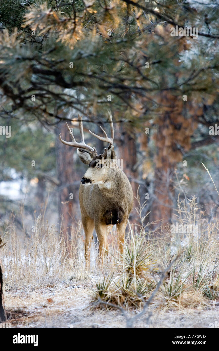 Handsome buck deer Stock Photo - Alamy