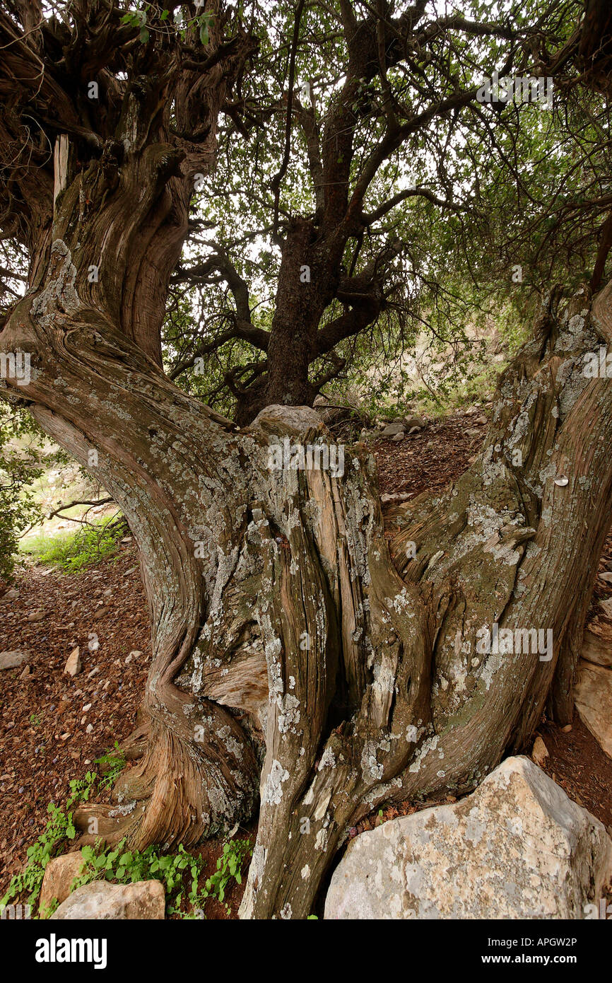 The Golan Heights Prickly Juniper Juniperus oxycedrus in Wadi Arar ...