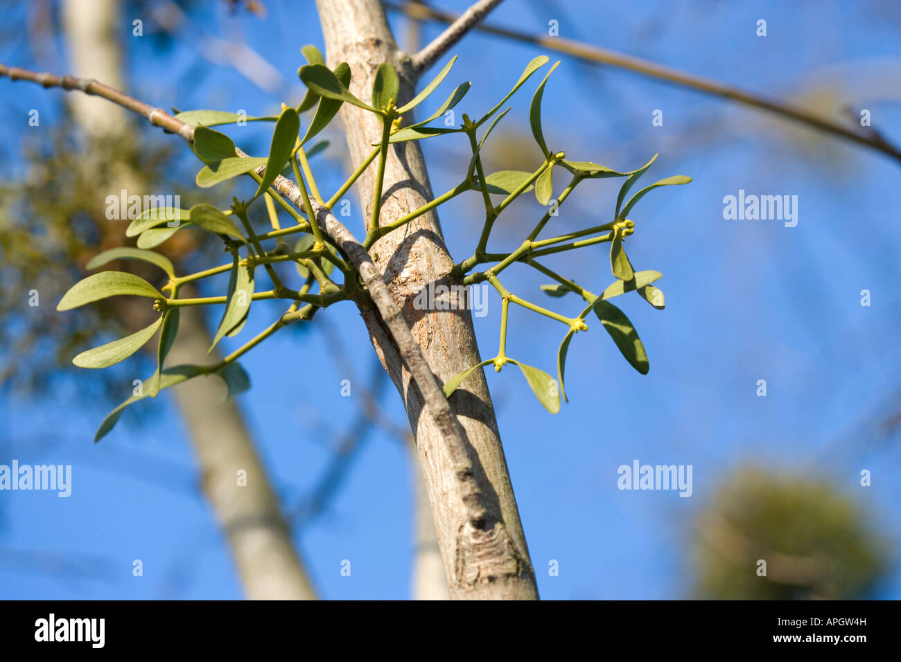 Parasite tree hi-res stock photography and images - Alamy