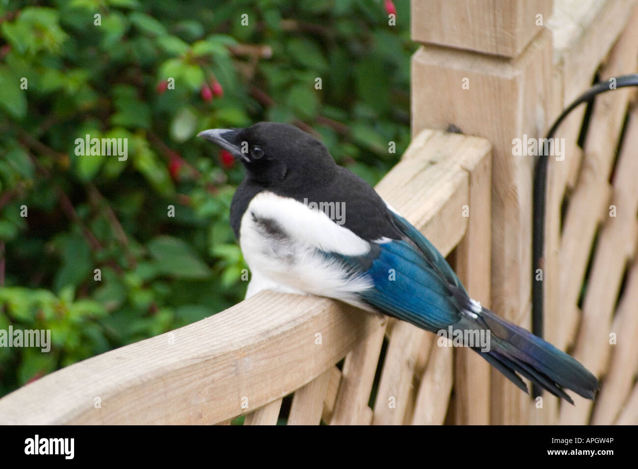 Baby magpie hi-res stock photography and images - Alamy