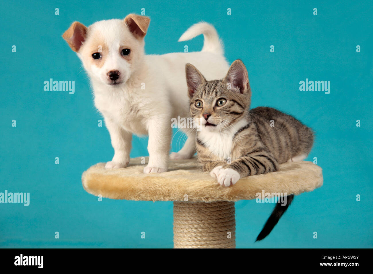 portrait of a young kitten and a young pup Stock Photo - Alamy