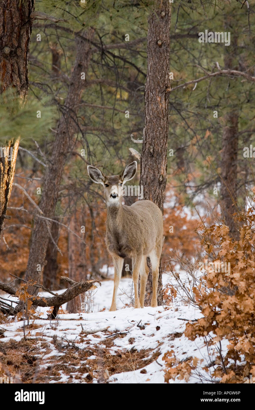 Beautiful doe deer in a magical Colorado winter scene Stock Photo - Alamy