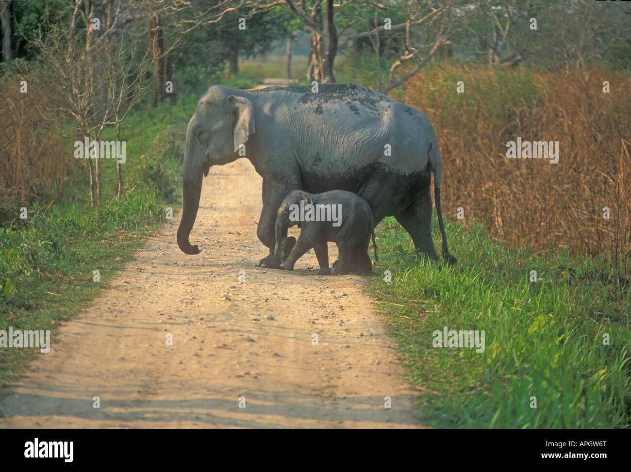 Wild Indian elephant and very young calf crossing a gravel track in ...