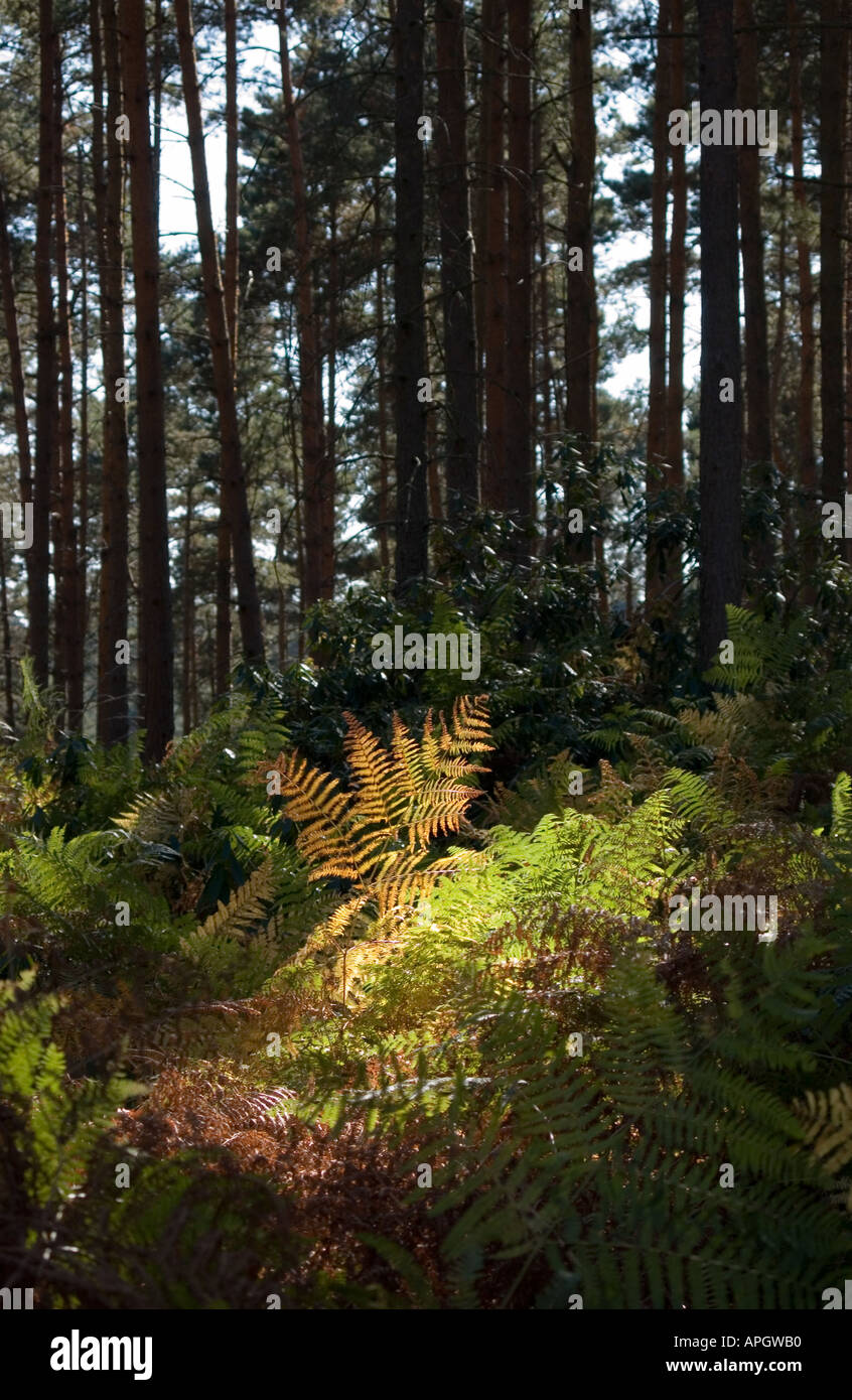 Autumn highlight hi-res stock photography and images - Alamy