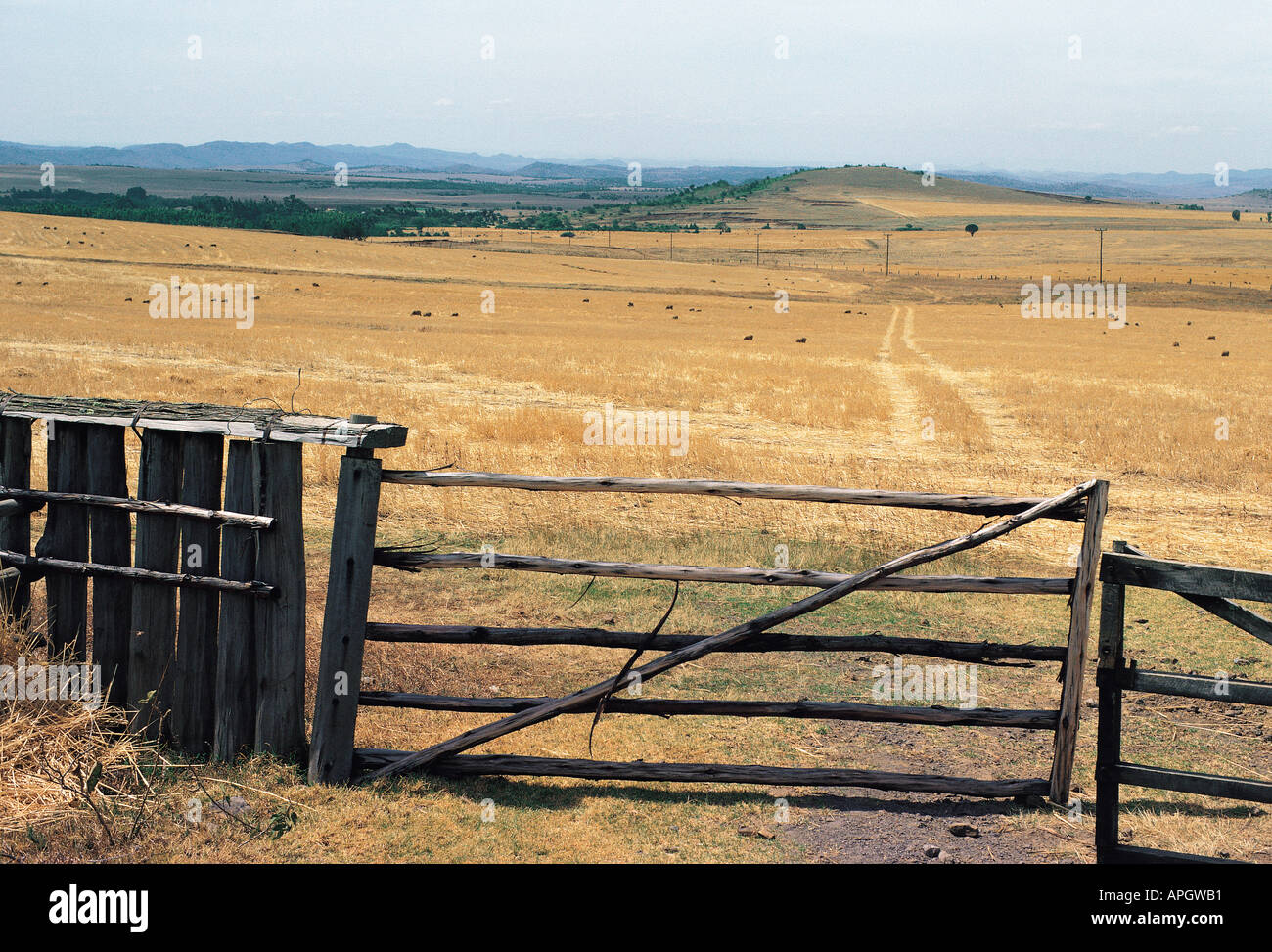 Five barred gate and fields of stubble after barley crop has been ...