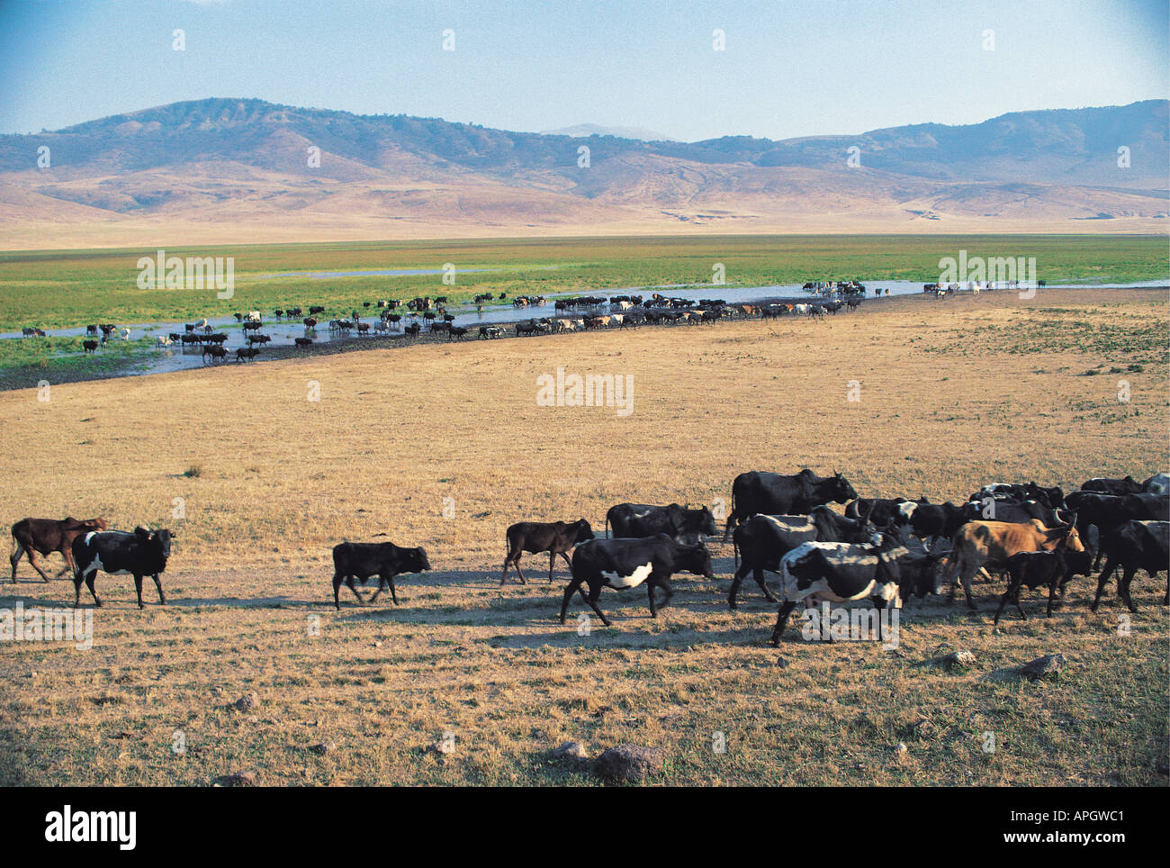 Overgrazing cattle africa hi-res stock photography and images - Alamy