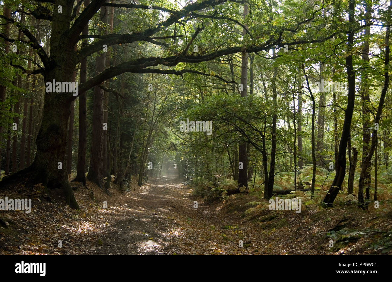 A Walk in Crowthorne Woods Stock Photo - Alamy