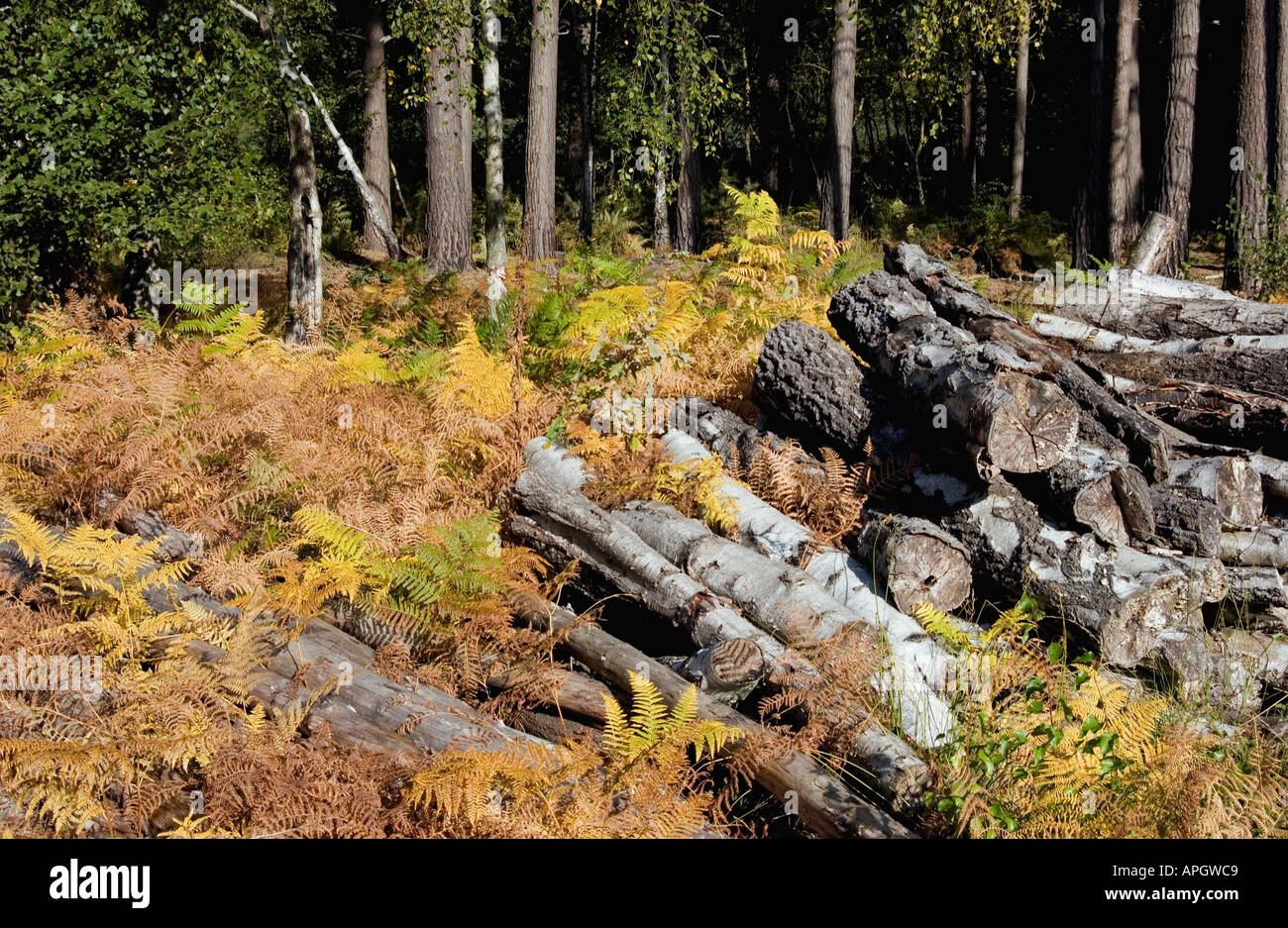 Ferns and logs hi-res stock photography and images - Alamy