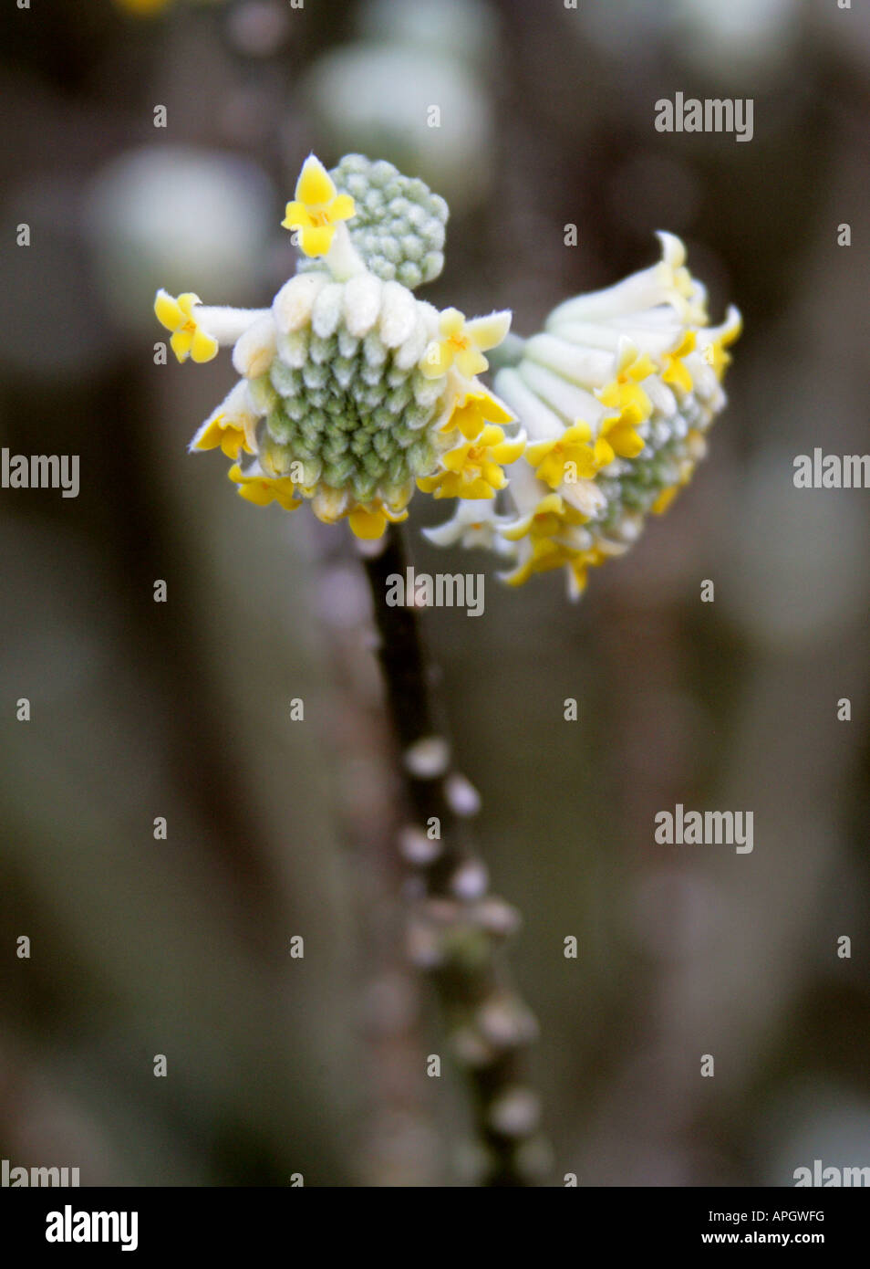 Oriental Paperbush Plant Edgeworthia chrysantha Thymelaeaceae Stock ...
