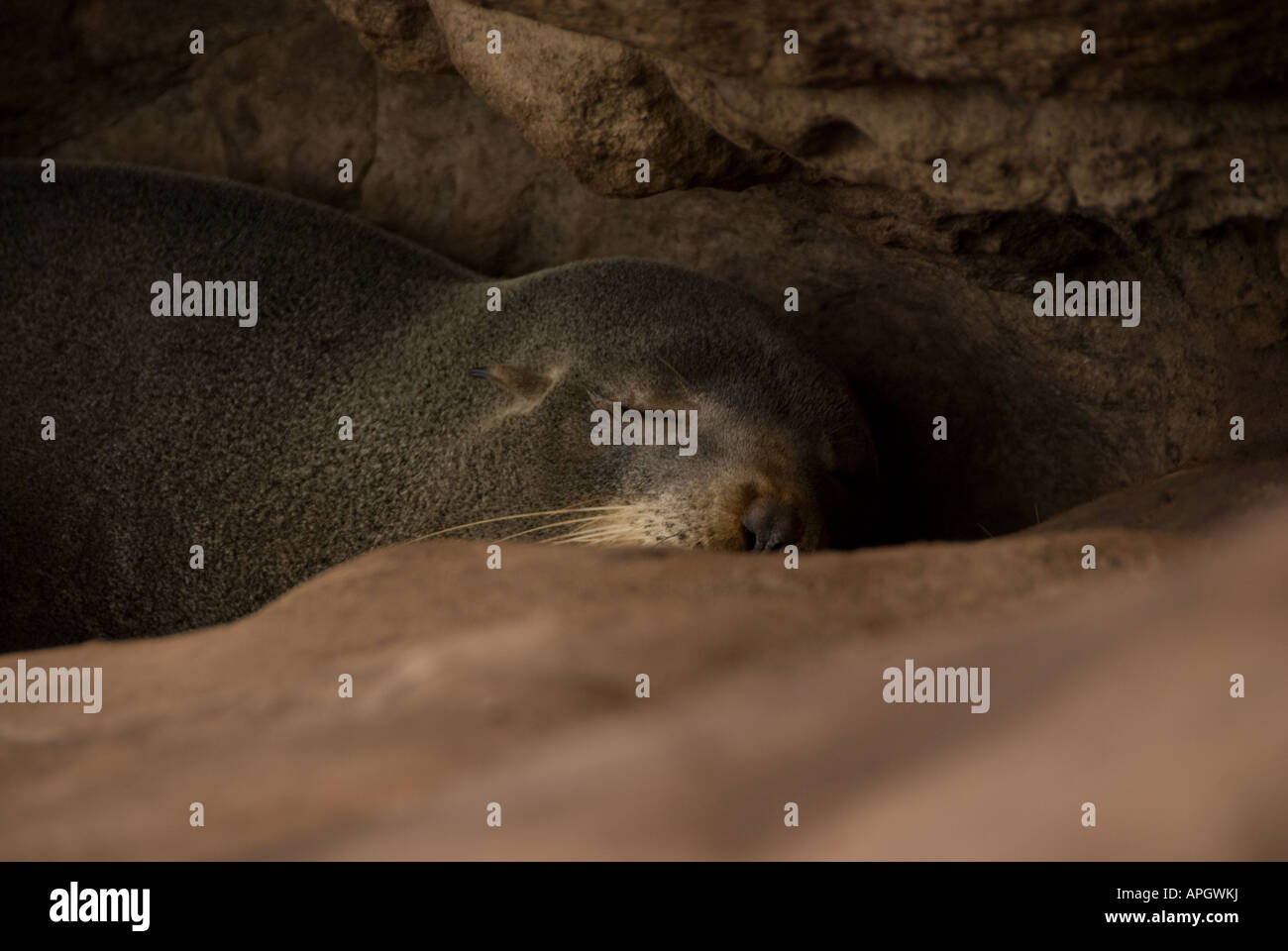 Seals head hi-res stock photography and images - Alamy