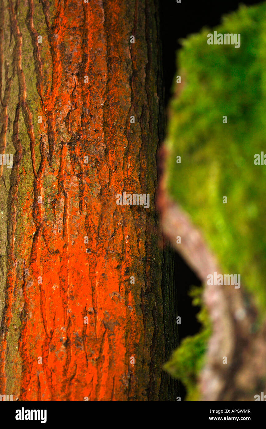 Natural Colourful Patterns & Textures,Of Bark On A Tree Stock Photo - Alamy