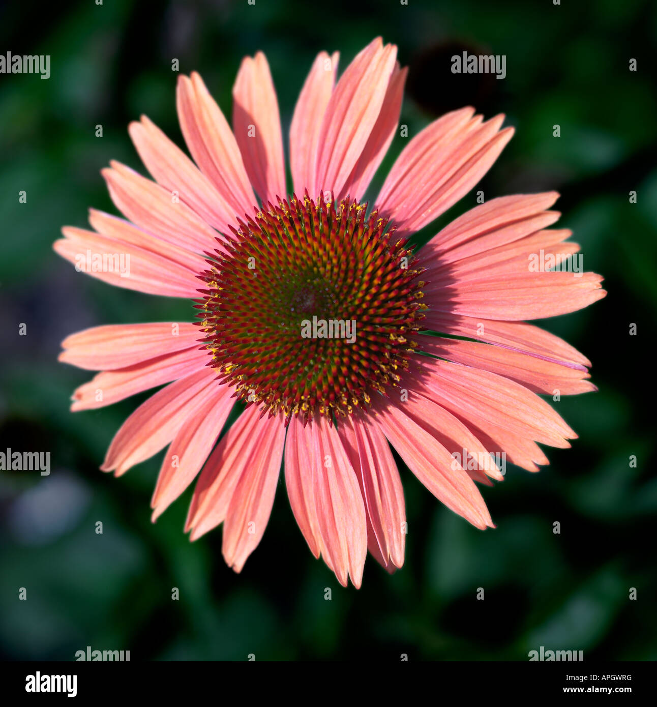 Close up concept conceptual metaphor metaphorical symbolic symbol bloom ...
