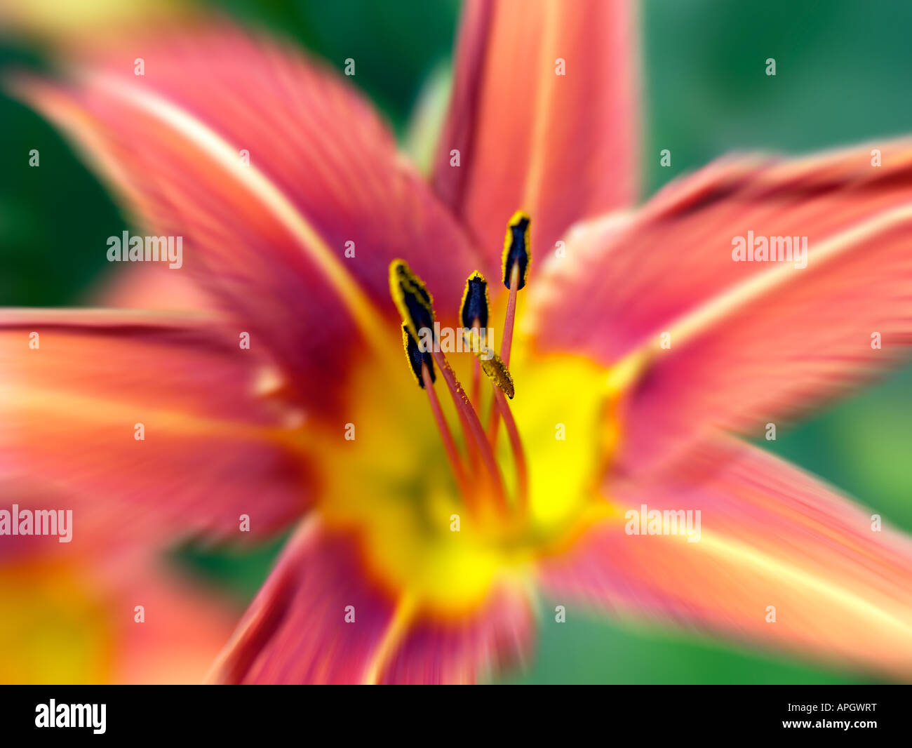 Close up concept conceptual metaphor metaphorical symbolic symbol bloom ...