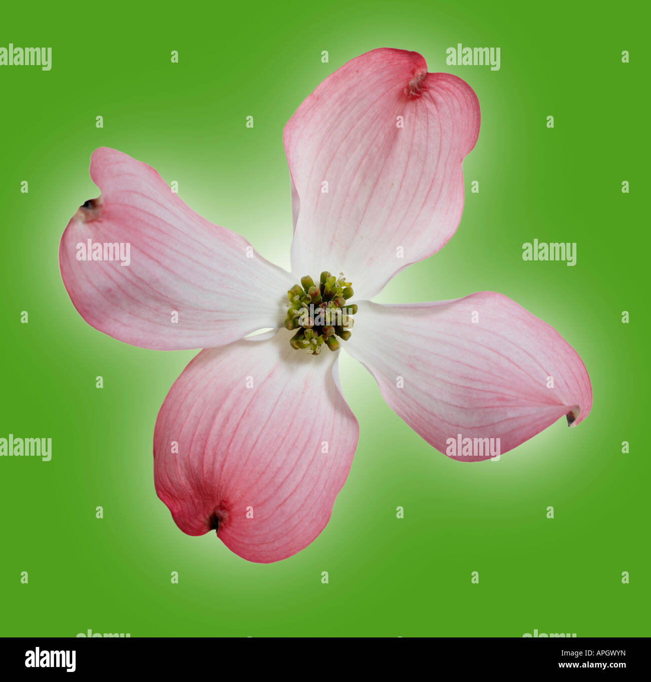 Pink flower four petals closeup hi-res stock photography and images - Alamy