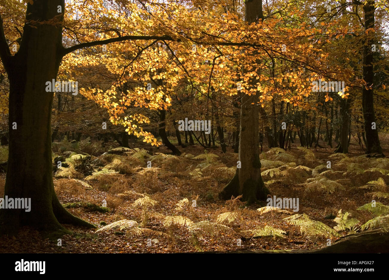 New Forest Gold Stock Photo - Alamy