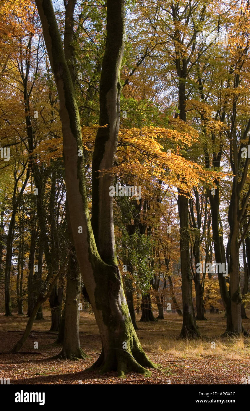 New Forest Gold Stock Photo - Alamy