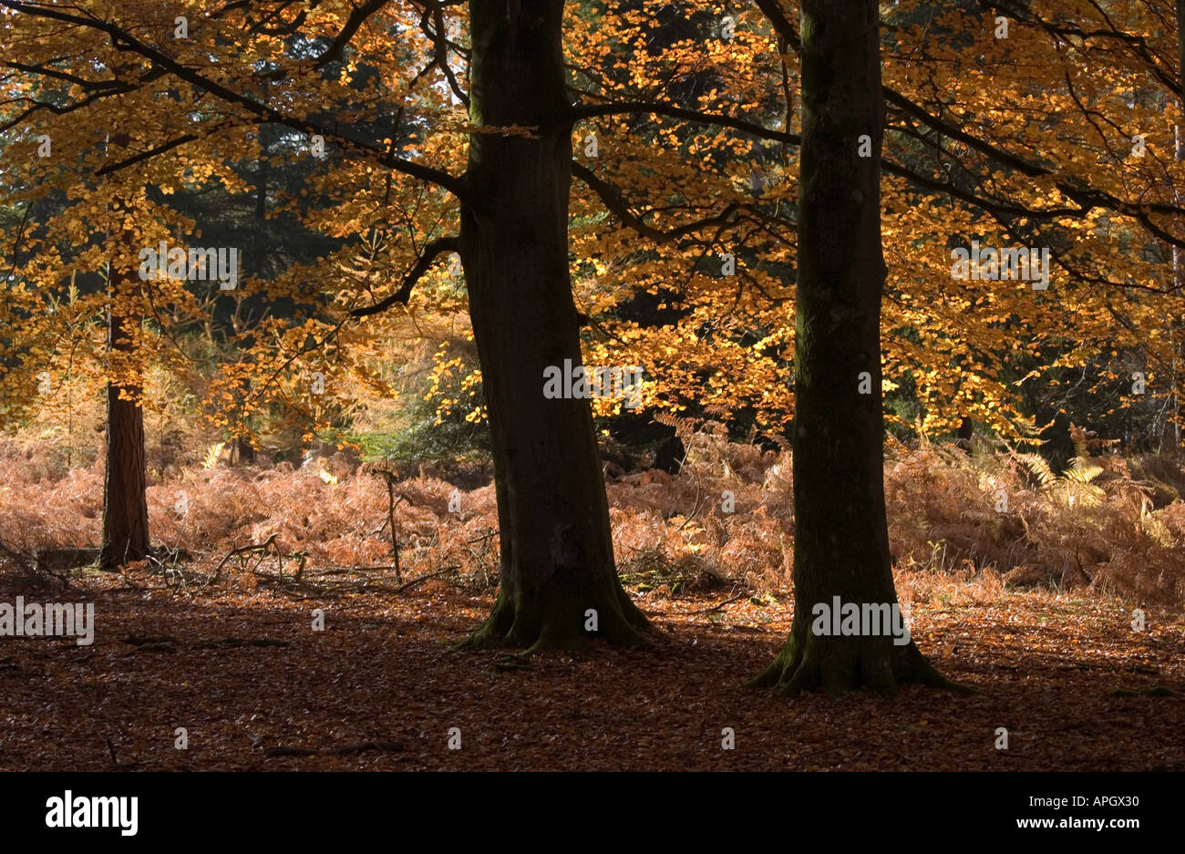 New Forest Gold Stock Photo - Alamy
