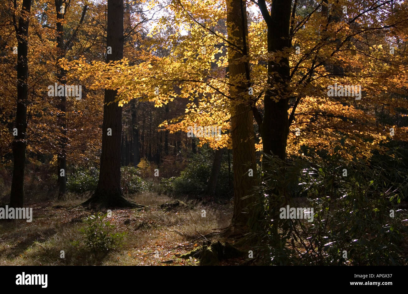 New Forest Gold Stock Photo - Alamy