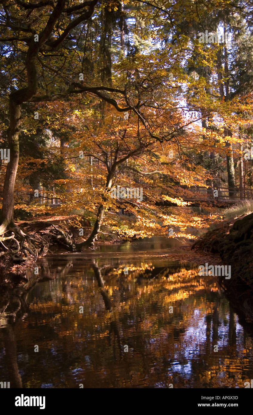New Forest Gold Stock Photo - Alamy