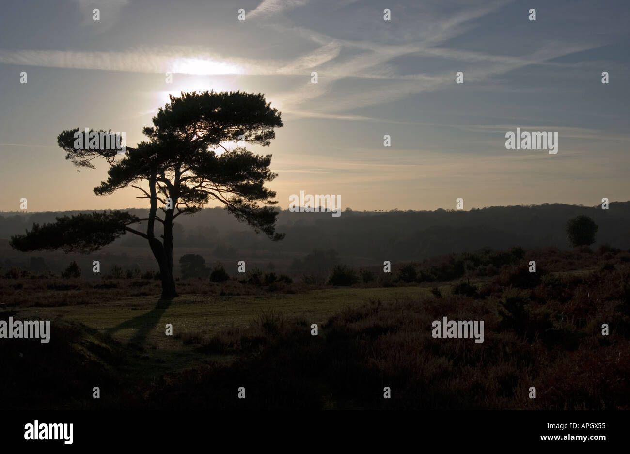 Single Tree in the New Forest Stock Photo - Alamy
