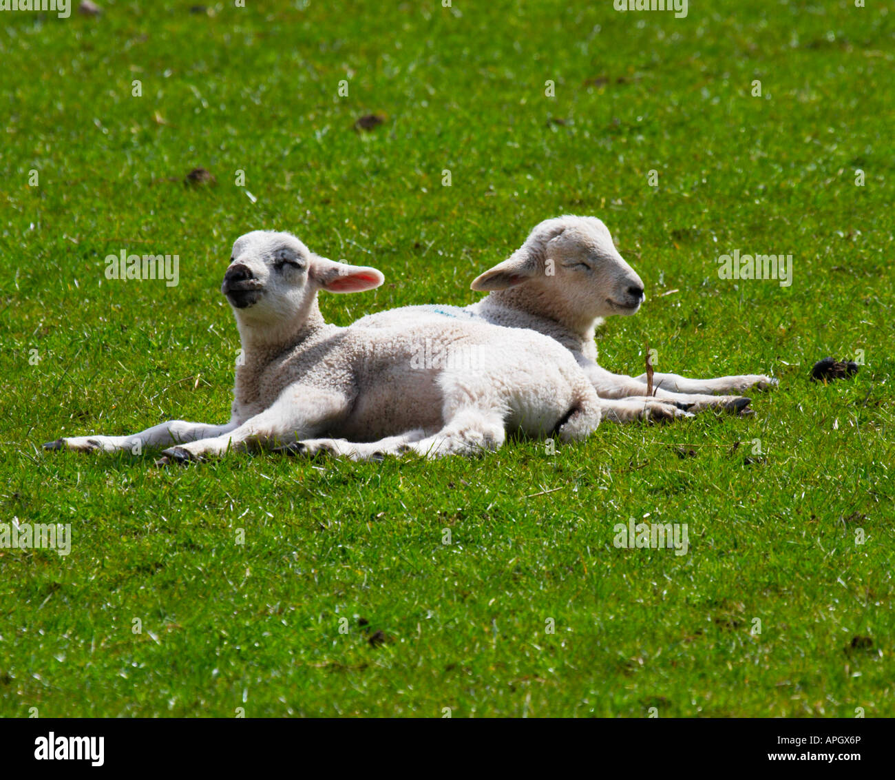 Pair of spring lambs enjoying the sun Stock Photo - Alamy
