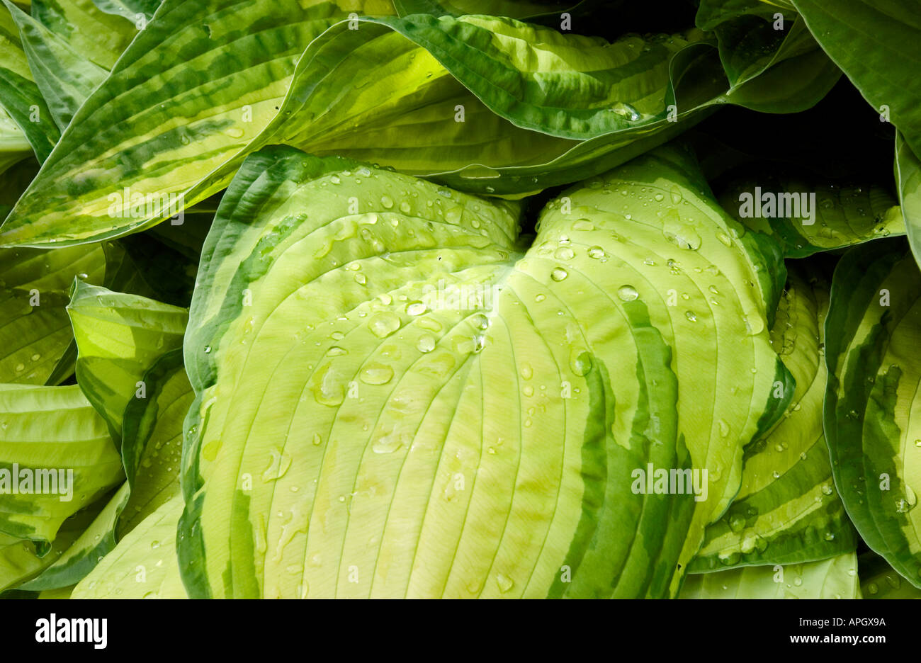 Green and cream hosta hi-res stock photography and images - Alamy