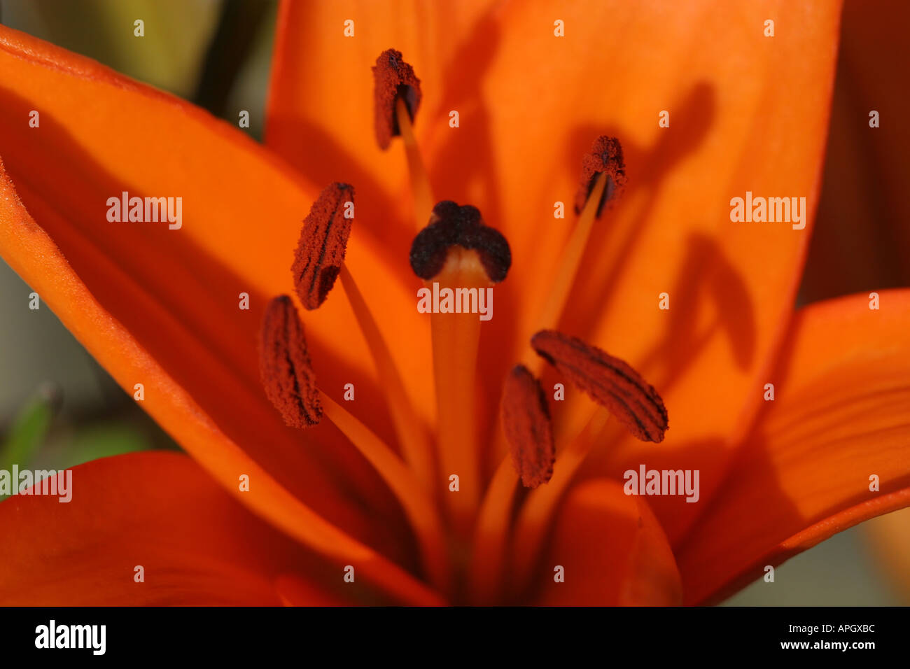 Close up of centre of orange lily stamens and pollen hi-res stock photography and images - Alamy