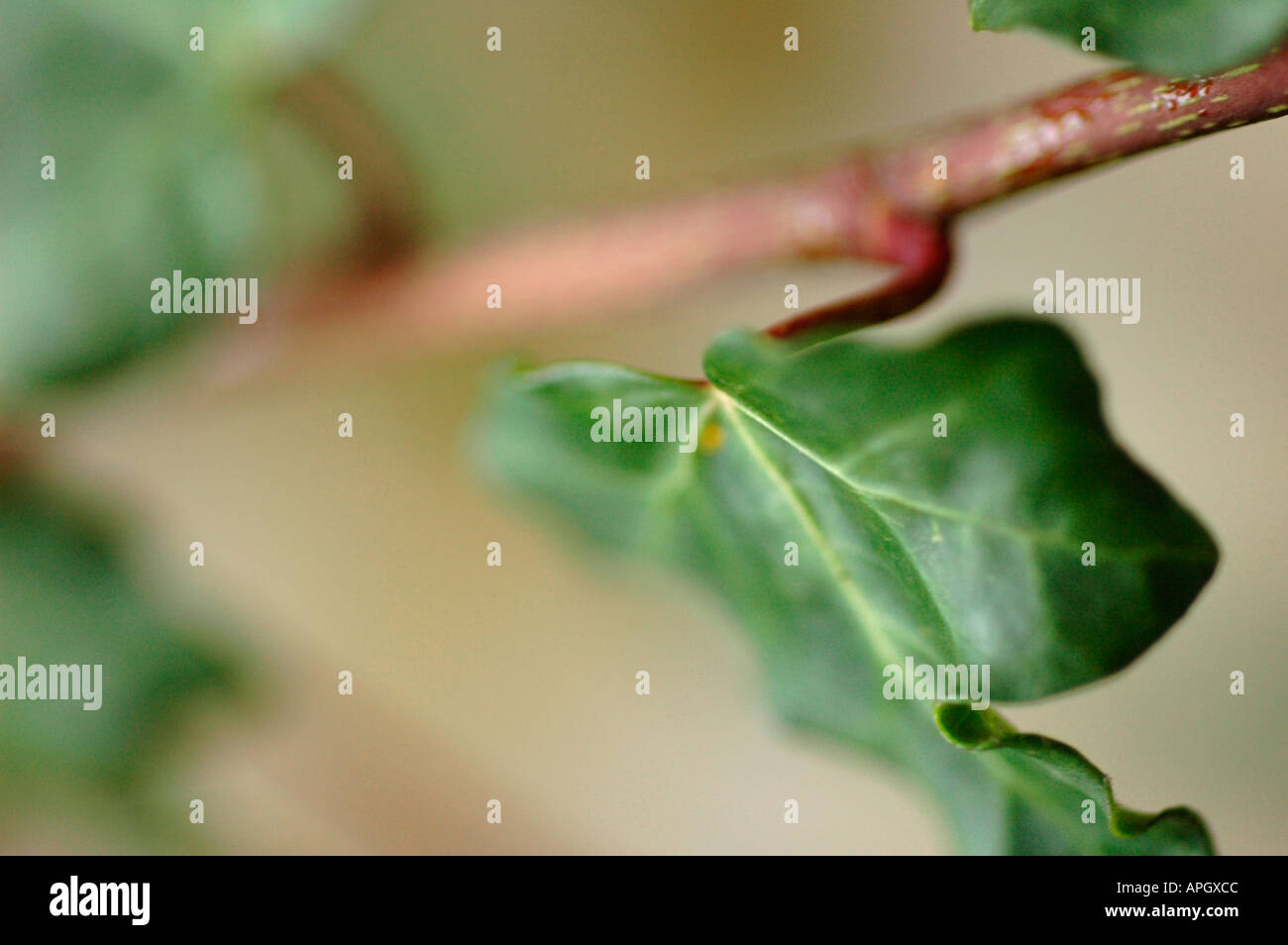 detail of ivy Stock Photo - Alamy