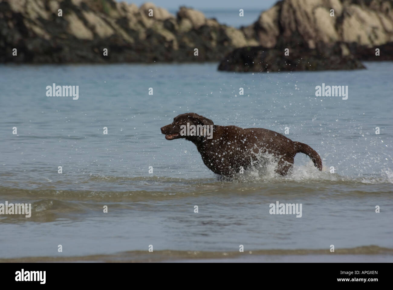 Labrador running hi-res stock photography and images - Alamy