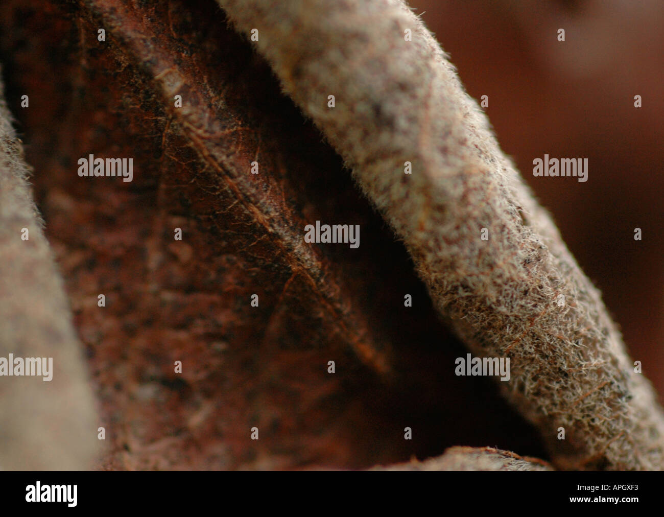 Detail of a curled up dead leaf Stock Photo - Alamy