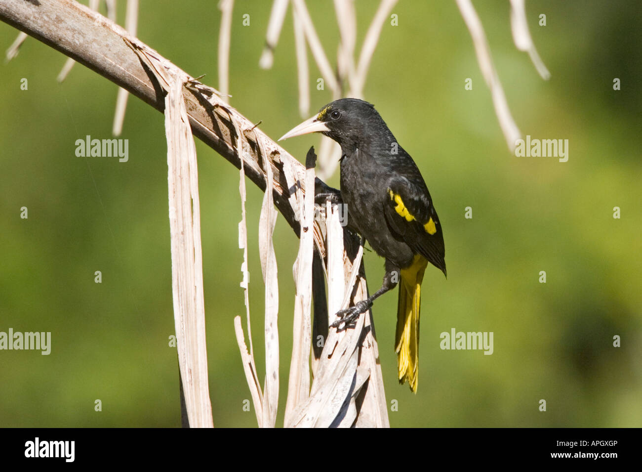 Yellow winged Cacique Cacicus melanicterus Sayulita Nayarit Mexico 17 ...