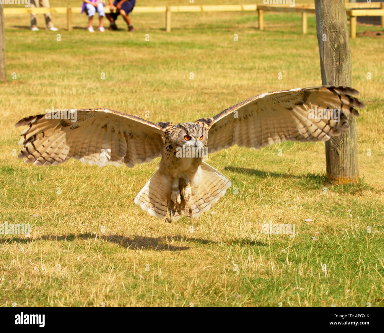 owl coming in to land Stock Photo - Alamy