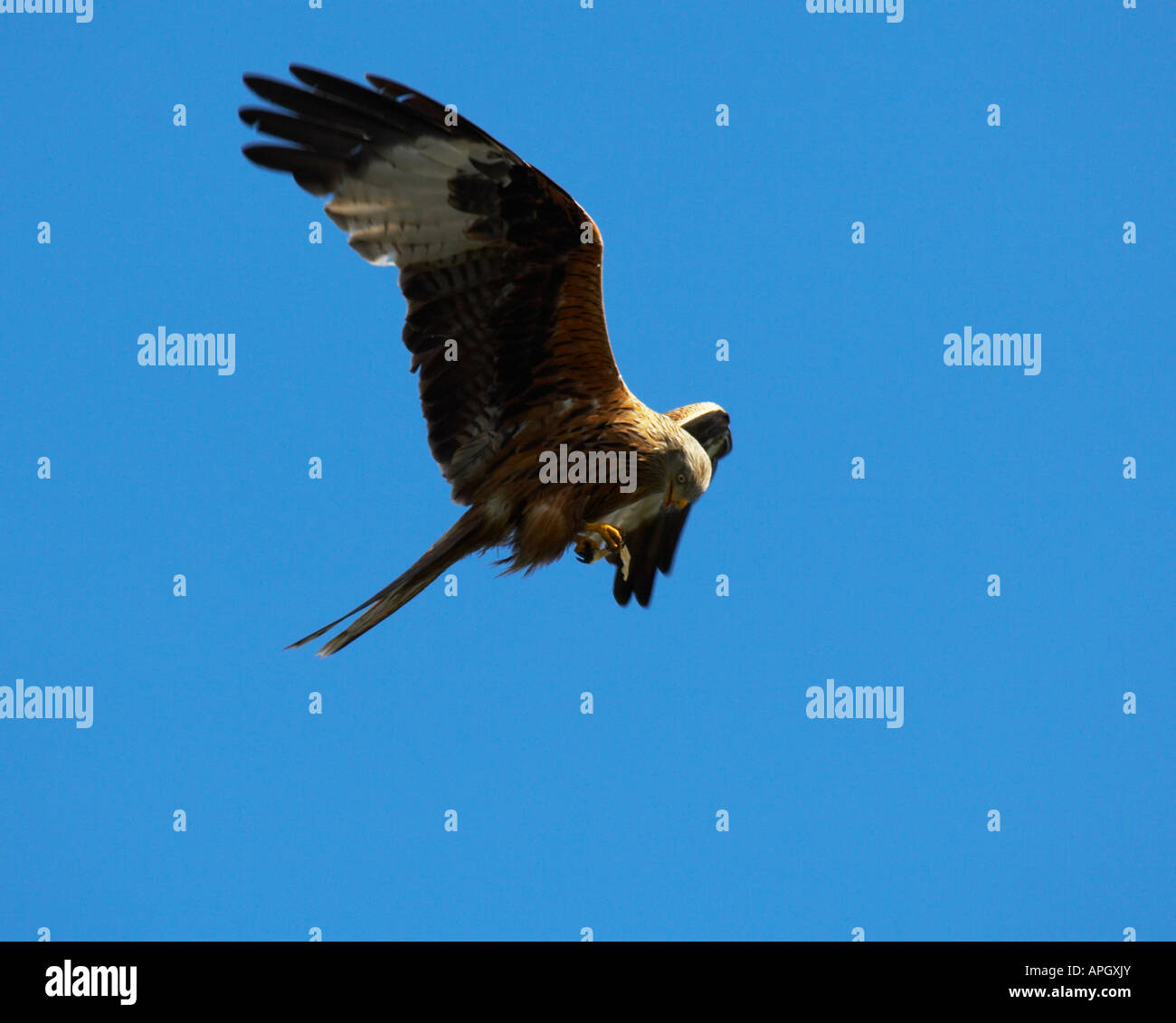 red kite eating on the wing Stock Photo - Alamy