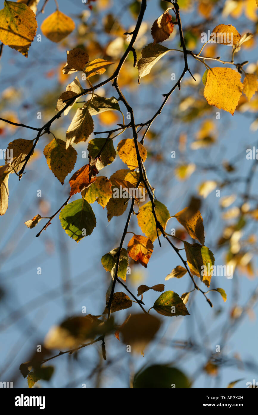 Silver Birch Leaves turned a golden colour in the autumn in a Cheshire ...