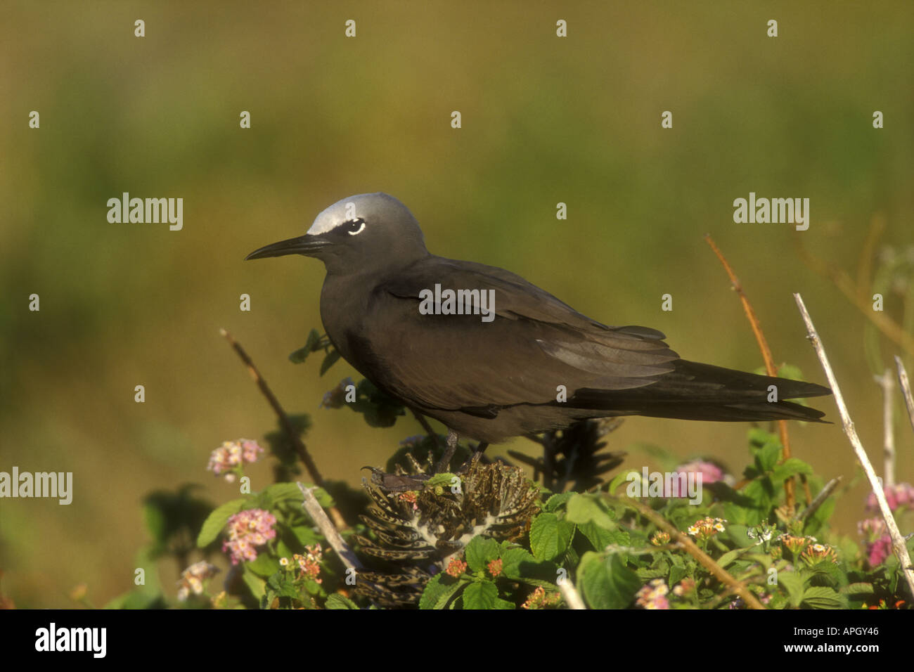 COMMON NODDY Anous stolidus Stock Photo - Alamy