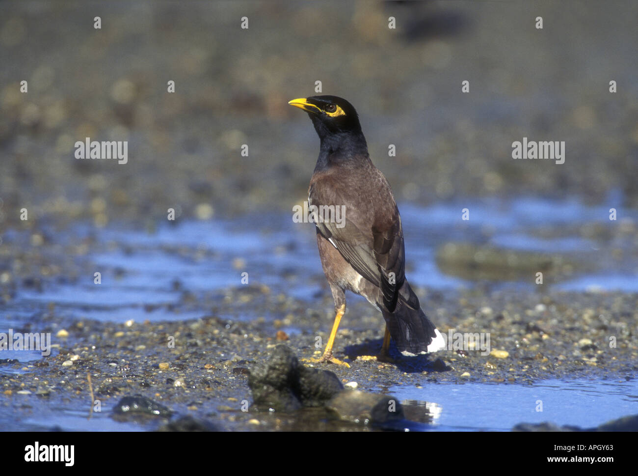 COMMON MYNA Acridotheres tristis Stock Photo - Alamy