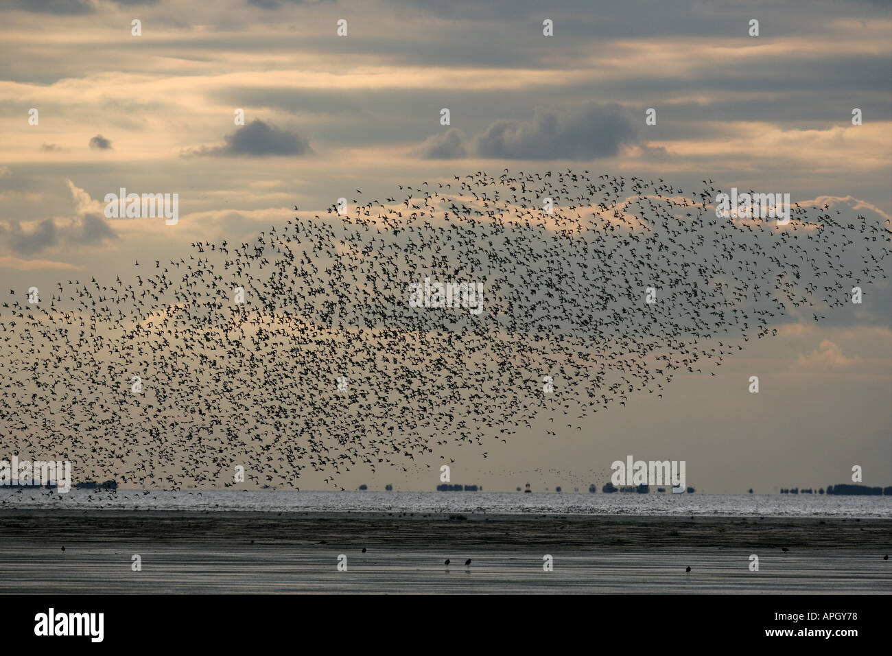 Canutus hi-res stock photography and images - Alamy