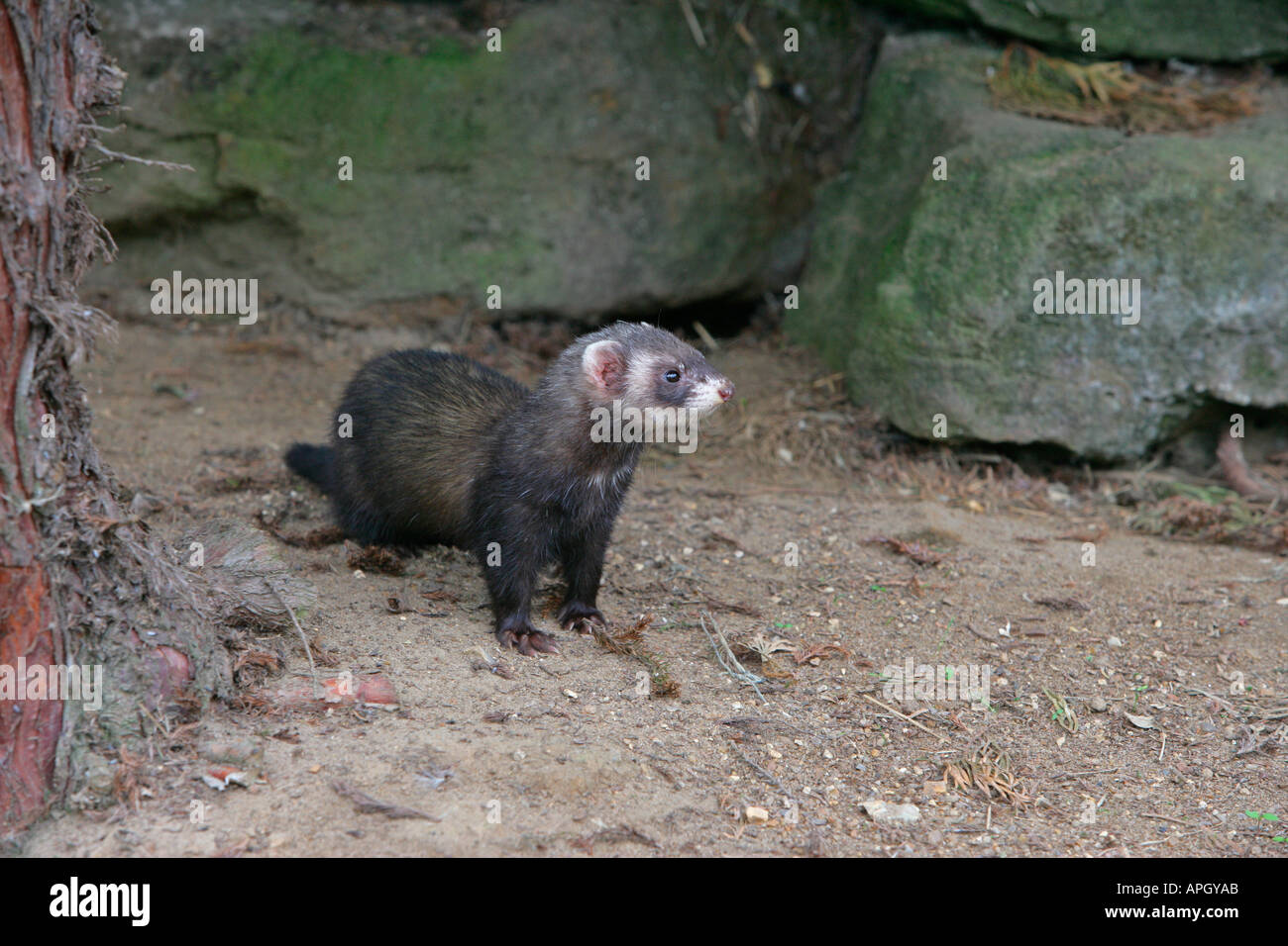 POLECAT Putorius putorius Stock Photo - Alamy