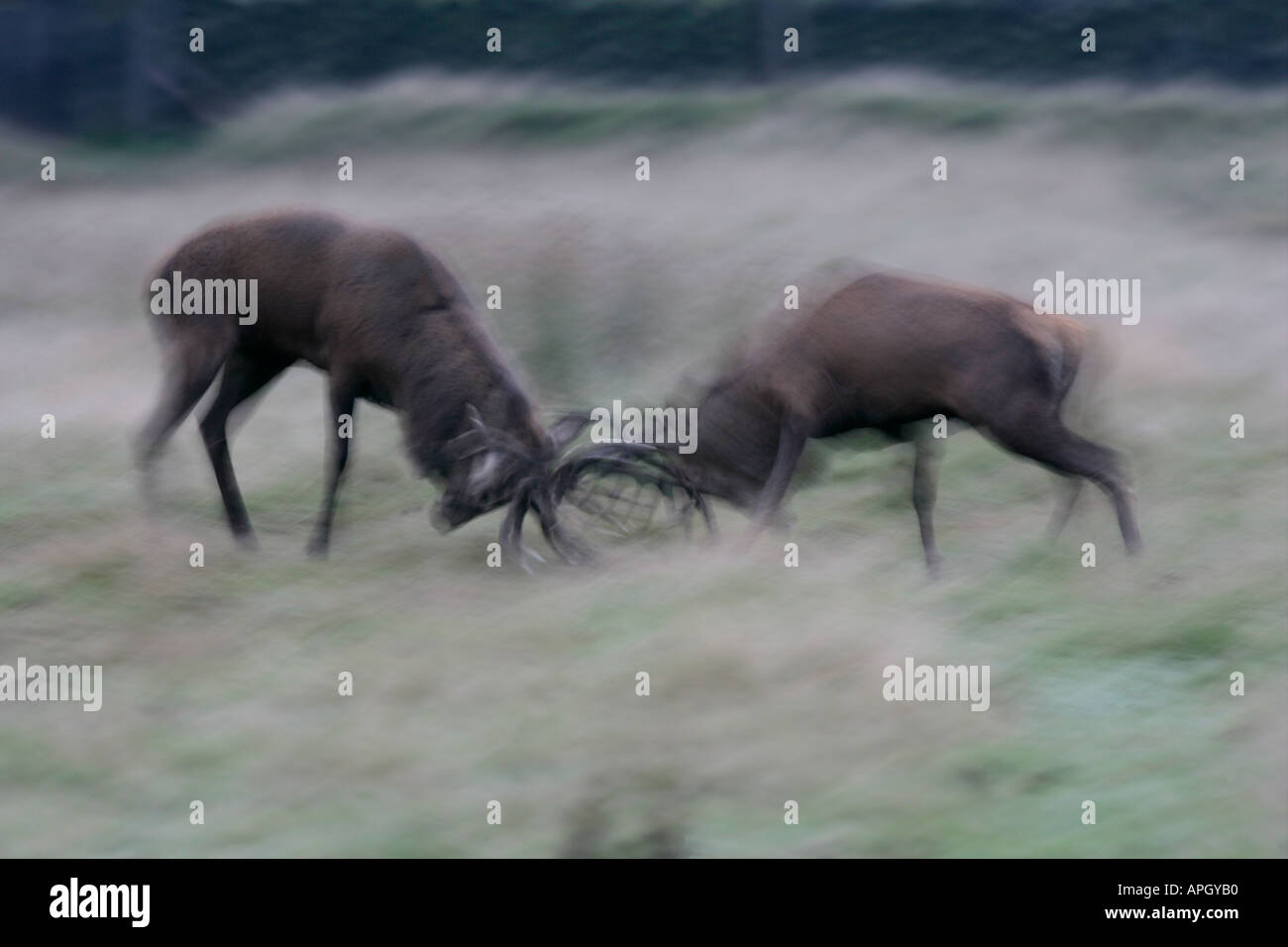 Red deer fighting uk hi-res stock photography and images - Alamy