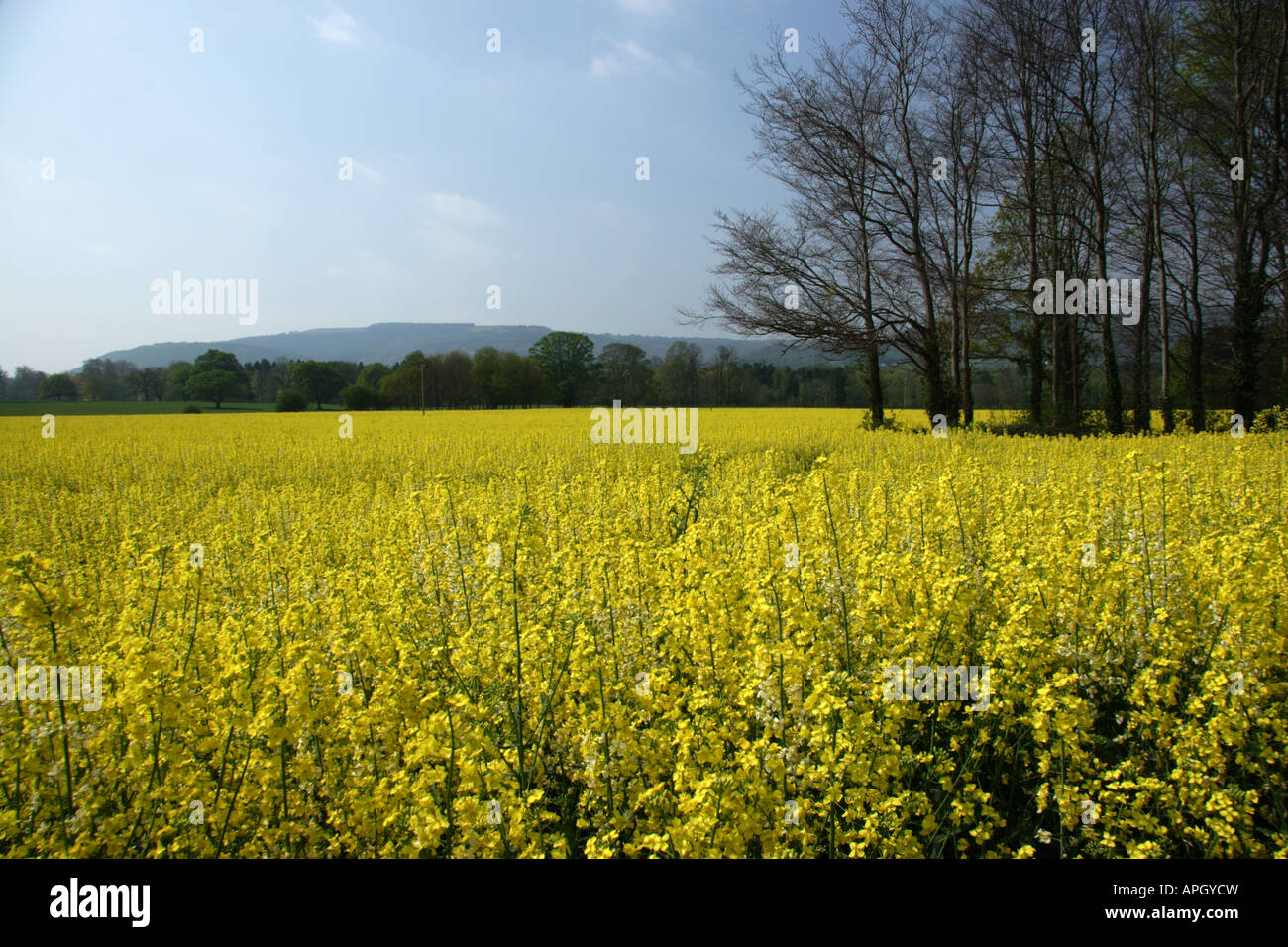 Field of Oil Seed Rape in flower, Llanellen, Abergavenny, Monmouthshire ...
