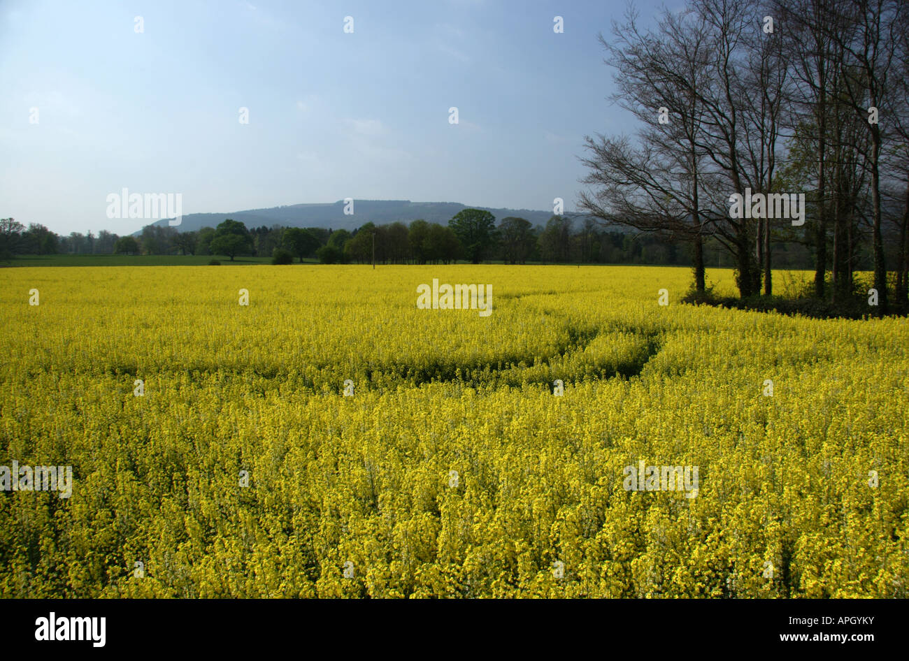 Field of Oil Seed Rape in flower, Llanellen, Abergavenny, Monmouthshire ...
