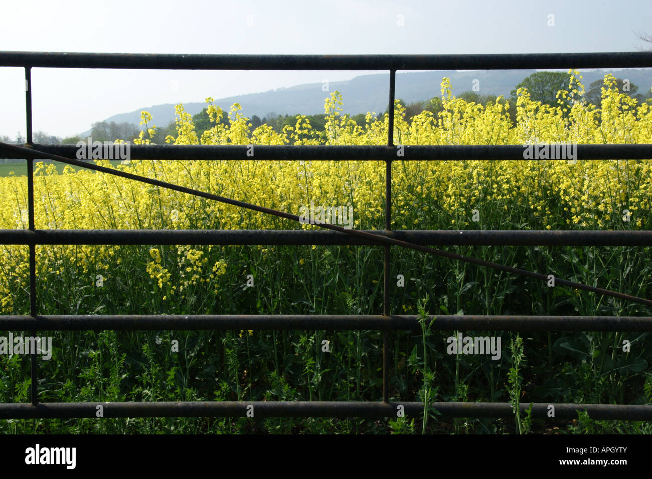 Field of Oil Seed Rape in flower, Llanellen, Abergavenny, Monmouthshire ...