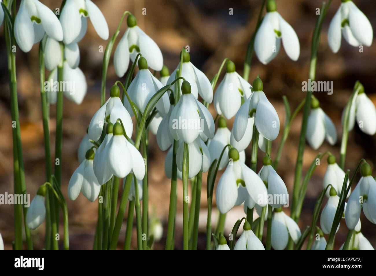 Cluster of snowdrops hi-res stock photography and images - Alamy