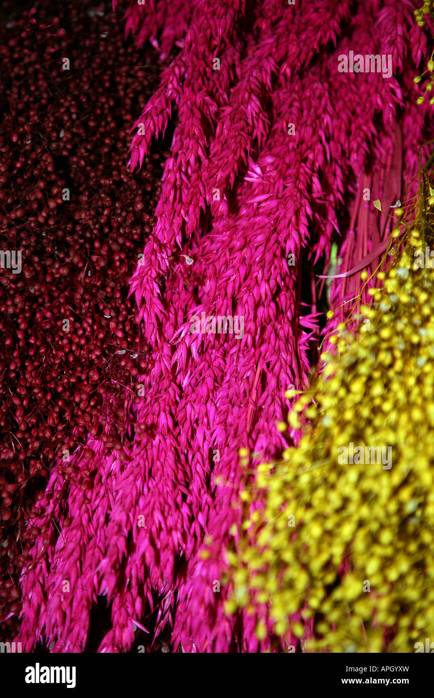 Pink seed pods hi-res stock photography and images - Alamy